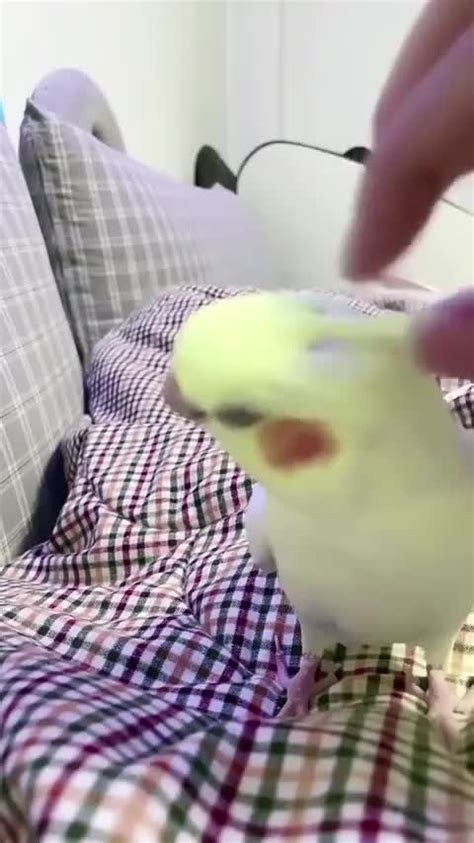 Weird Parrot Album On Imgur