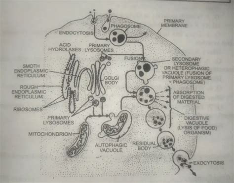 Golgi Complex Function Definition Structure Location 2025