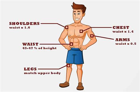 Perfect Male Proportions