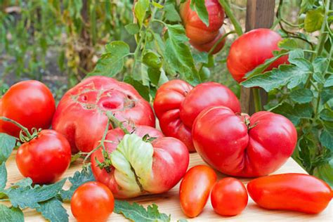 Tomato Fruit Deformities Reasons For Weird Shaped Tomatoes Farmers