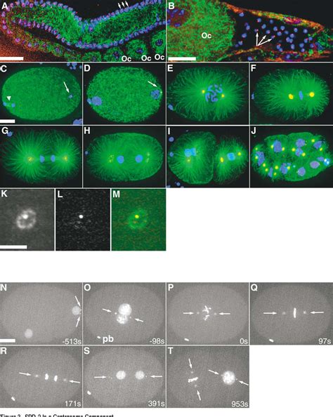 Centrosome Matrix Semantic Scholar