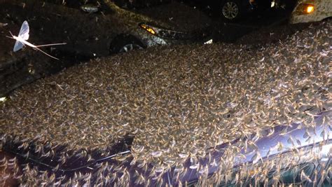 Mayfly Swarm