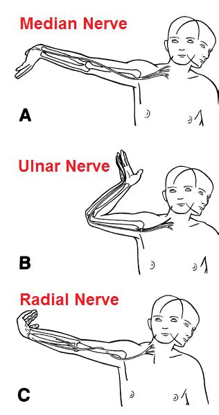Zenuwrek N Medianus N Ulnaris En N Radialis Median Nerve Massage Therapy Hand Therapy