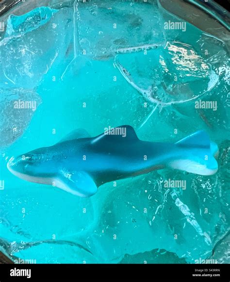 Gummy Shark