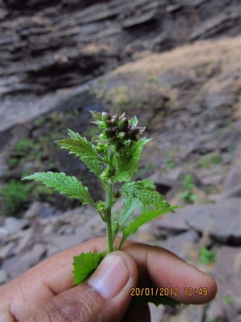 Blumea Virens Eflora Of India