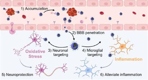 缺血性微环境靶向仿生脂蛋白顺序穿透大脑缺血性病变以挽救缺血性中风acs Applied Materials And Interfaces X Mol