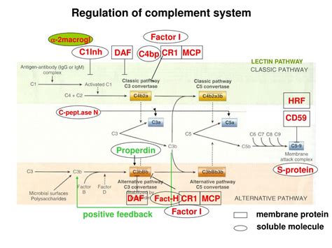 Ppt The Complement System Powerpoint Presentation Free Download Id