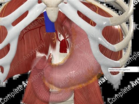 Medial Arcuate Ligament Celiac Artery Compression Syndrome Pwqavc