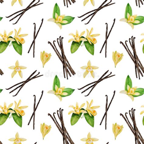Watercolor Vanilla Pattern Stock Illustrations 3 072 Watercolor Vanilla Pattern Stock