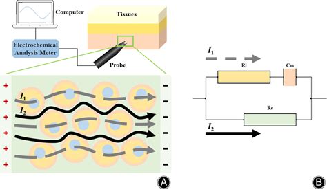 Schematic Diagram Of Electrical Impedance Measurement A Schematic Download Scientific