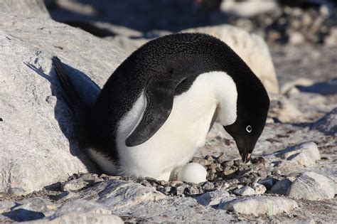 Adélie Penguin Australian Antarctic Program
