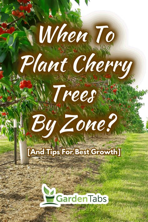 When To Plant Cherry Trees By Zone [and Tips For Best Growth]
