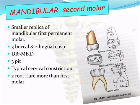 Tooth Morphologythe Architecture Of God Pptx