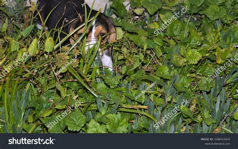 6 Beable 图片、库存照片和矢量图 Shutterstock