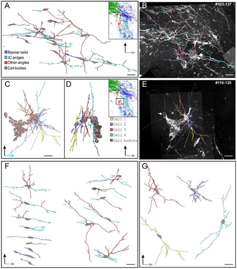 A Front View Of A 3d Reconstruction Voxel Size 013×013×1 µm Of 15 Download Scientific