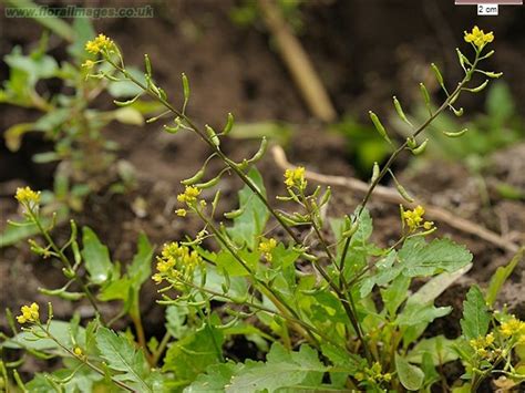 Rorippa Lepidio Amarillo