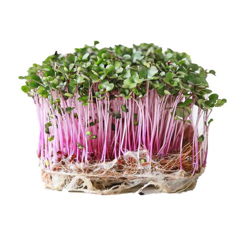 Red Cabbage Agromel Uk Ltd