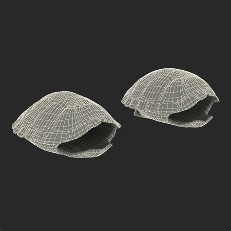 Turtle Shells 3d 모델 컬렉션 3d 모델 49 3ds C4d Ma Obj Max Free3d