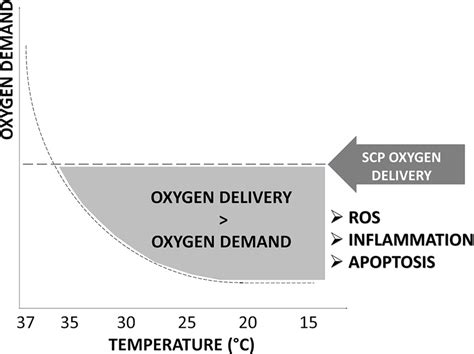 Oxygen Delivery In Hypothermia The Excess Of Oxygen Delivered By