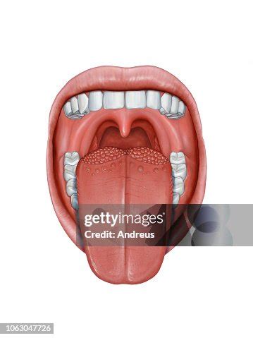 Human Tongue Anatomy High Res Vector Graphic Getty Images