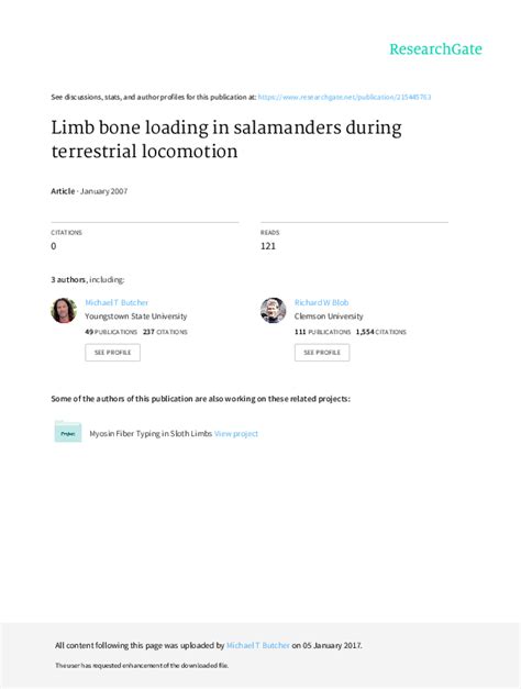 Dermatocranium Salamander Dermatocranium Salamander