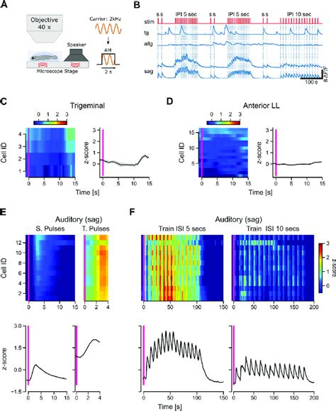 Only Auditory Neurons Respond To Acoustic Stimulation A Schematic Download Scientific