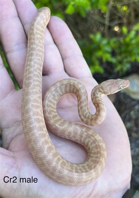 Rayline T Stimson Au Reptile Classifieds