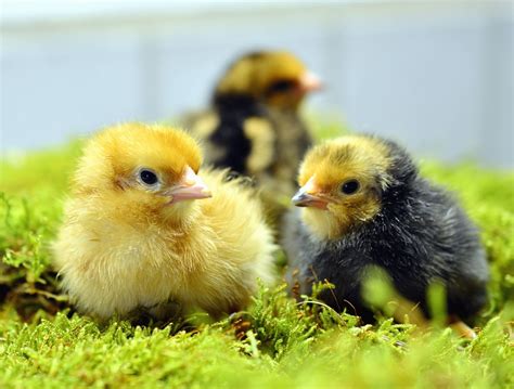 Imagen Gratis Pollo Joven Planta Animal