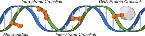 The Evolving Role Of Dna Inter Strand Crosslinks In Chemotherapy