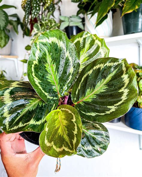 Calathea And Maranta Archives Teak And Terracotta