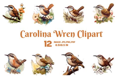 Carolina Wren Clipart Graphic By Aftab Store · Creative Fabrica