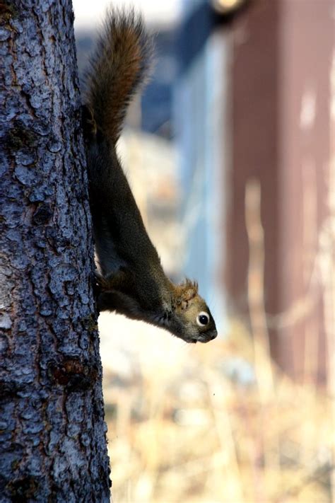 Red Squirrel Free Photos On