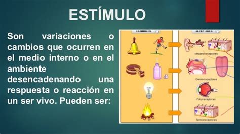 Control Y RegulaciÓn De Los Organismos EstÍmulos Y Respuestas Lic J…