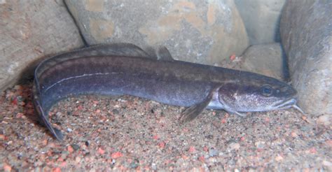 How To Burbot Fish At Minnie Steadman Blog