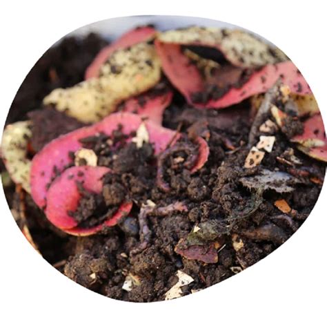 In Ground Worm Composter Plant Addicts