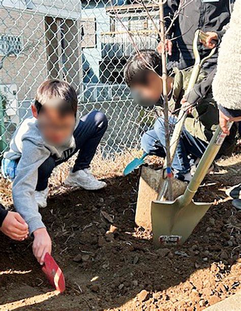 中山小学校4年生約30人 ハナミズキの苗木植樹 緑区 タウンニュース