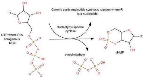 Nucleic Acid Structure Function Basicmedical Key