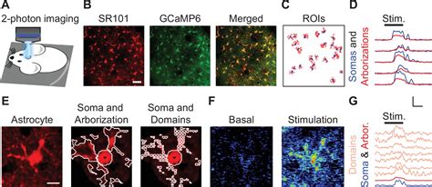 Figures And Data In A Spatial Threshold For Astrocyte Calcium Surge Elife