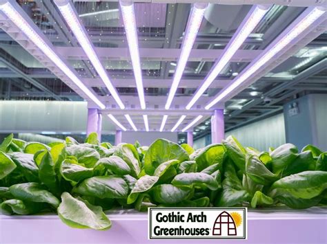 5 Reasons You Should Be Growing Hydroponically Gothic Arch Greenhousesgothic Arch Greenhouses
