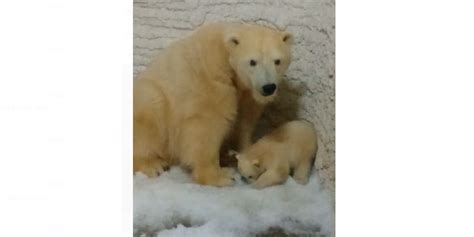 Aquário De São Paulo Fará Apresentação Da Ursa Polar Nur Na Quinta