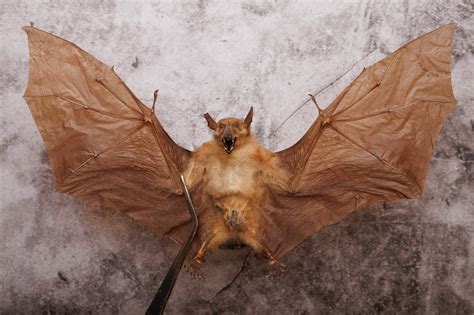 Fruit Bat Wings