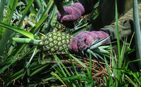 Food And Industry Stock Image Image Of Objects Rows 254664947