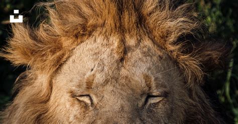 눈을 감고 있는 사자 사진 Unsplash의 무료 사자 이미지