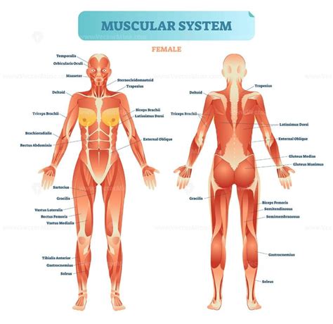 Female Muscular System Full Anatomical Body Diagram With Muscle Scheme