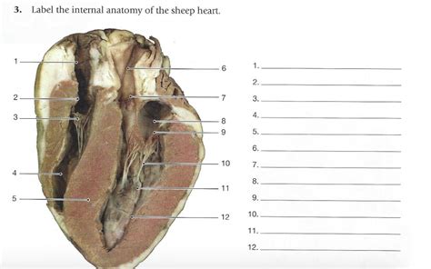 Sheep Heart Dissection Worksheet