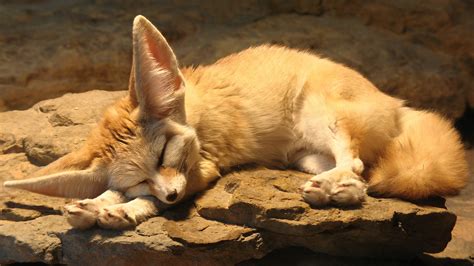 Cute Fennec Fox Wallpaper