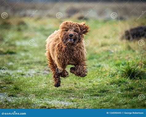 Cockapoo Dog Running Through Sea At Cornish Beach Royalty Free Stock