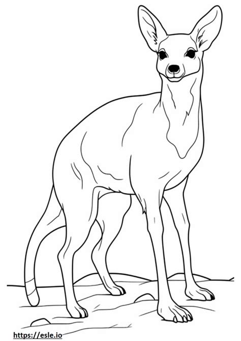 8 Kangaroo Rat