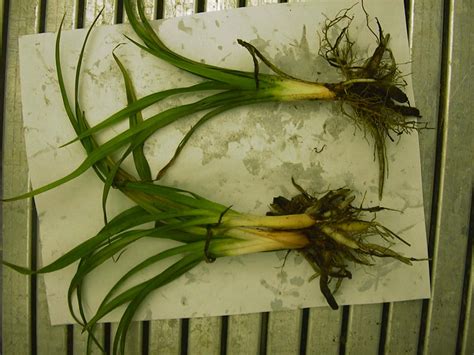 Pythium Root And Stem Rot Plant And Pest Diagnostics