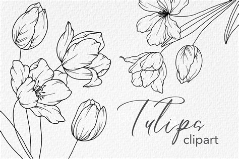 Tulips Line Drawing Floral Line Art Graphic By Caraulanstore